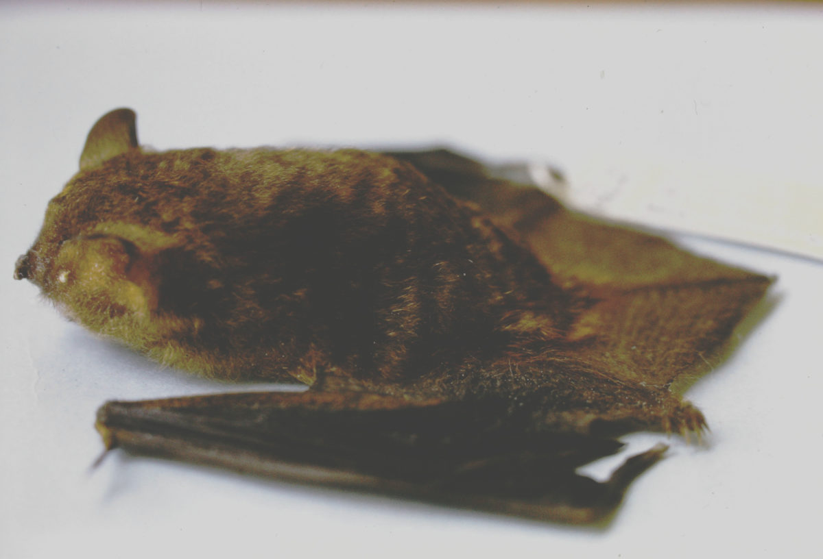 7. The Bronzed Tube-nosed Bat - Endless Forms Most Wonderful ...