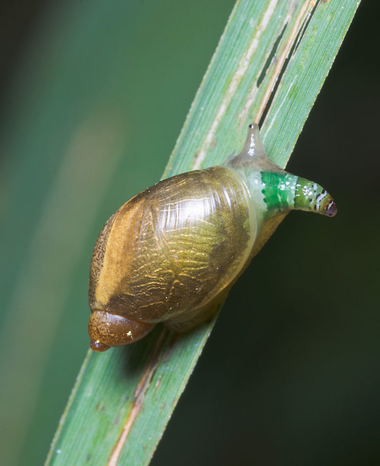 14. The Stealth Attack: Part 2 - This Being the Story of How a Snail ...