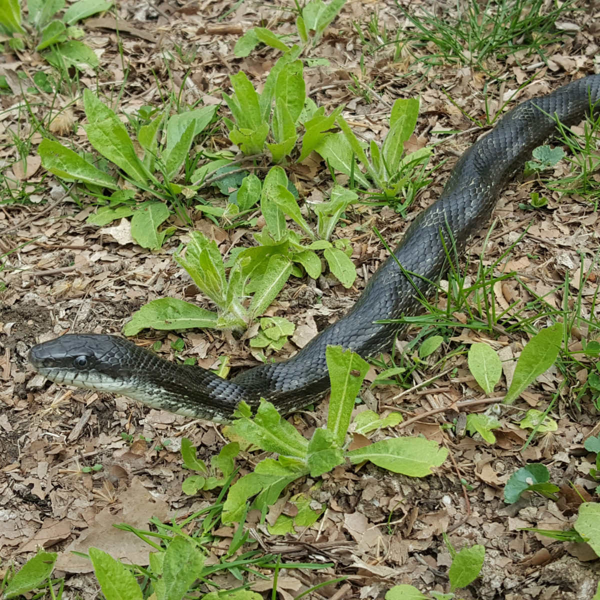 19. The Rattlesnake That Wasn’t: Mimicry in Nature - Endless Forms Most ...