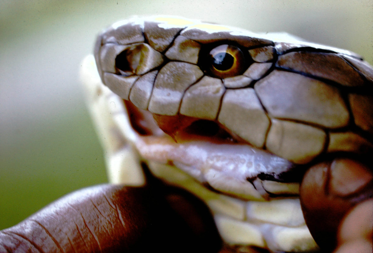 21. The Cobra in the Refrigerator - Endless Forms Most Wonderful ...