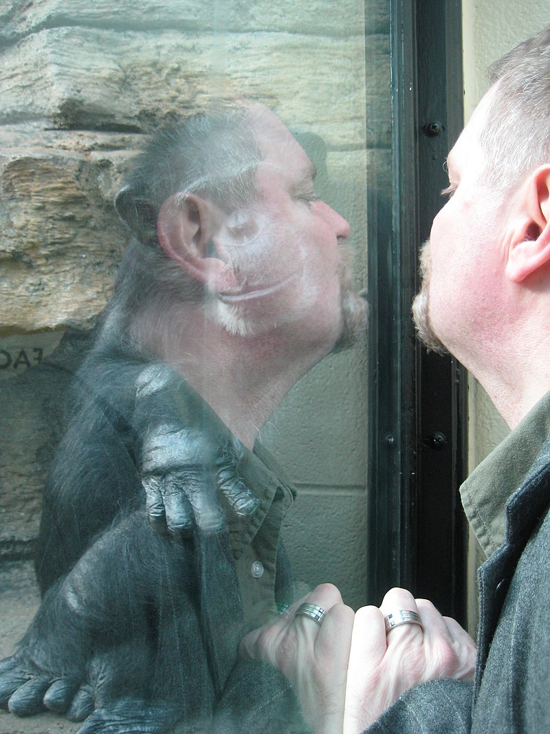 32. An Exceedingly Clever Chimp - Endless Forms Most Wonderful ...