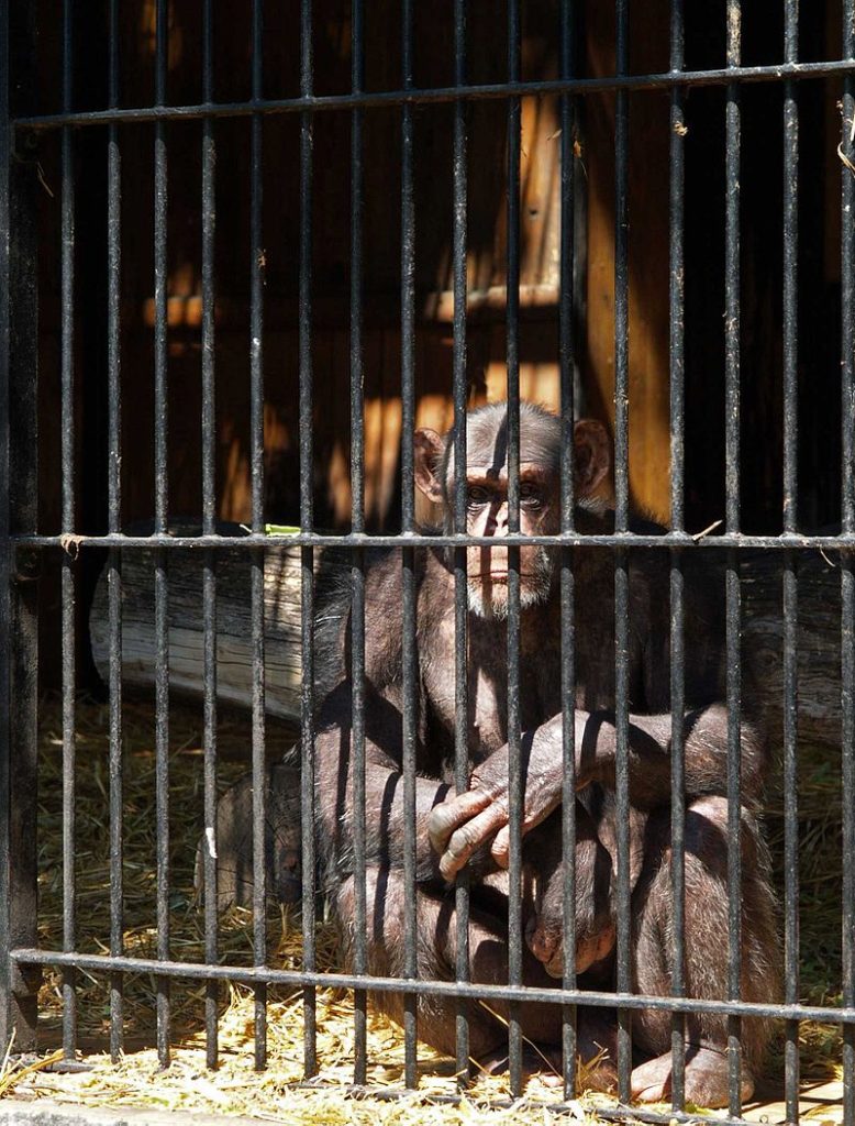 32. An Exceedingly Clever Chimp - Endless Forms Most Wonderful ...