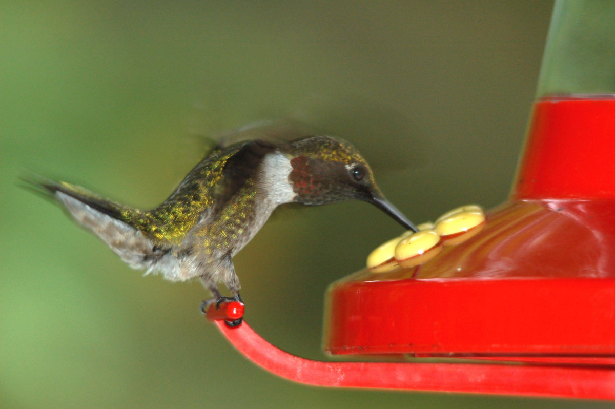 36. A Natural History of Sounds - Endless Forms Most Wonderful ...