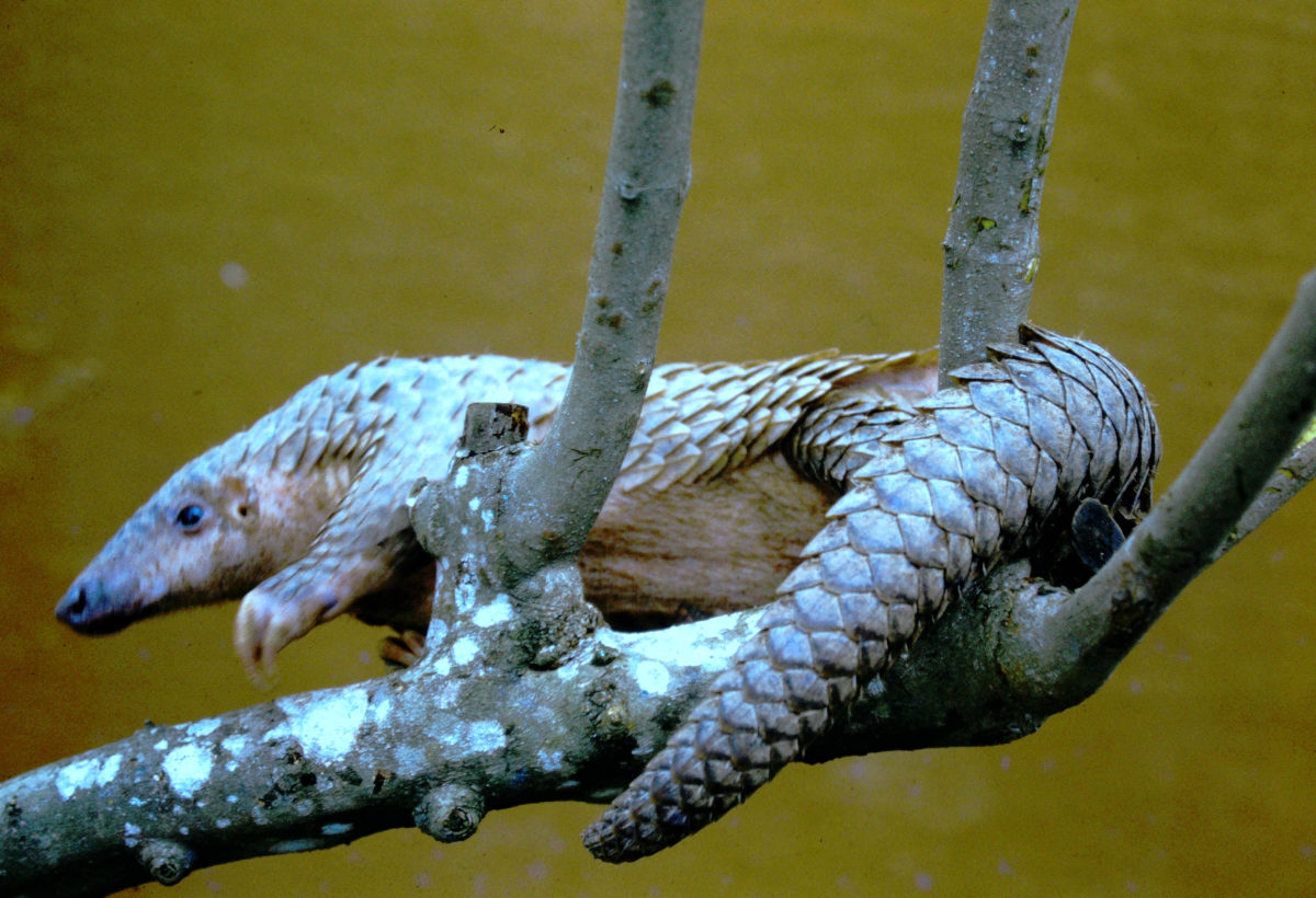 39. A Strange Animal and Its Untimely Decline: Reflections Upon the ...