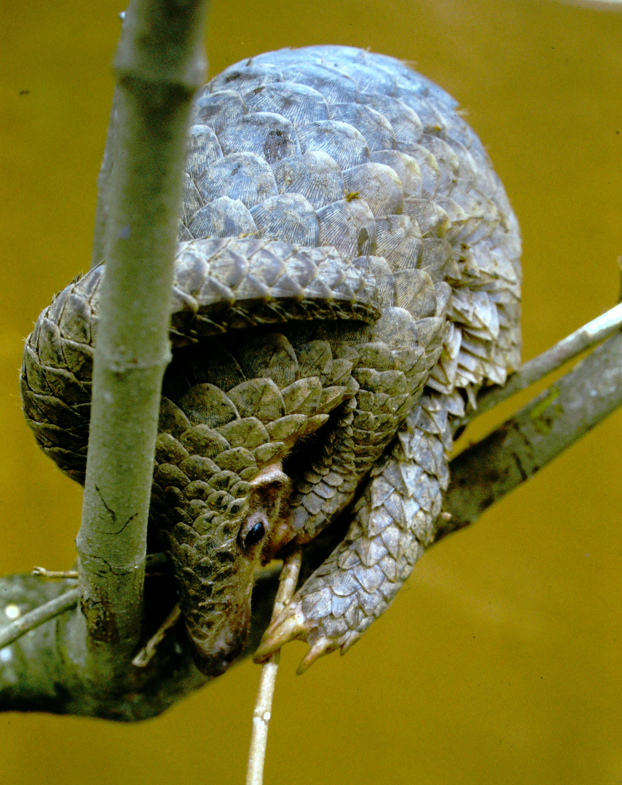 39. A Strange Animal and Its Untimely Decline: Reflections Upon the ...